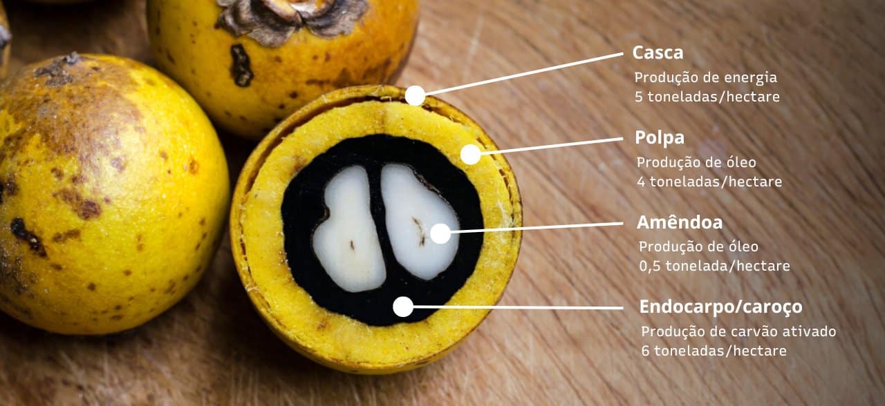 Macaúba se posiciona como matéria-prima para SAF no Brasil - Voo Limpo